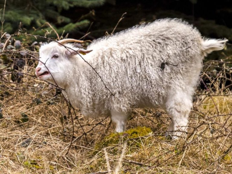 Breed Profile: Angora Goats - Goat Journal